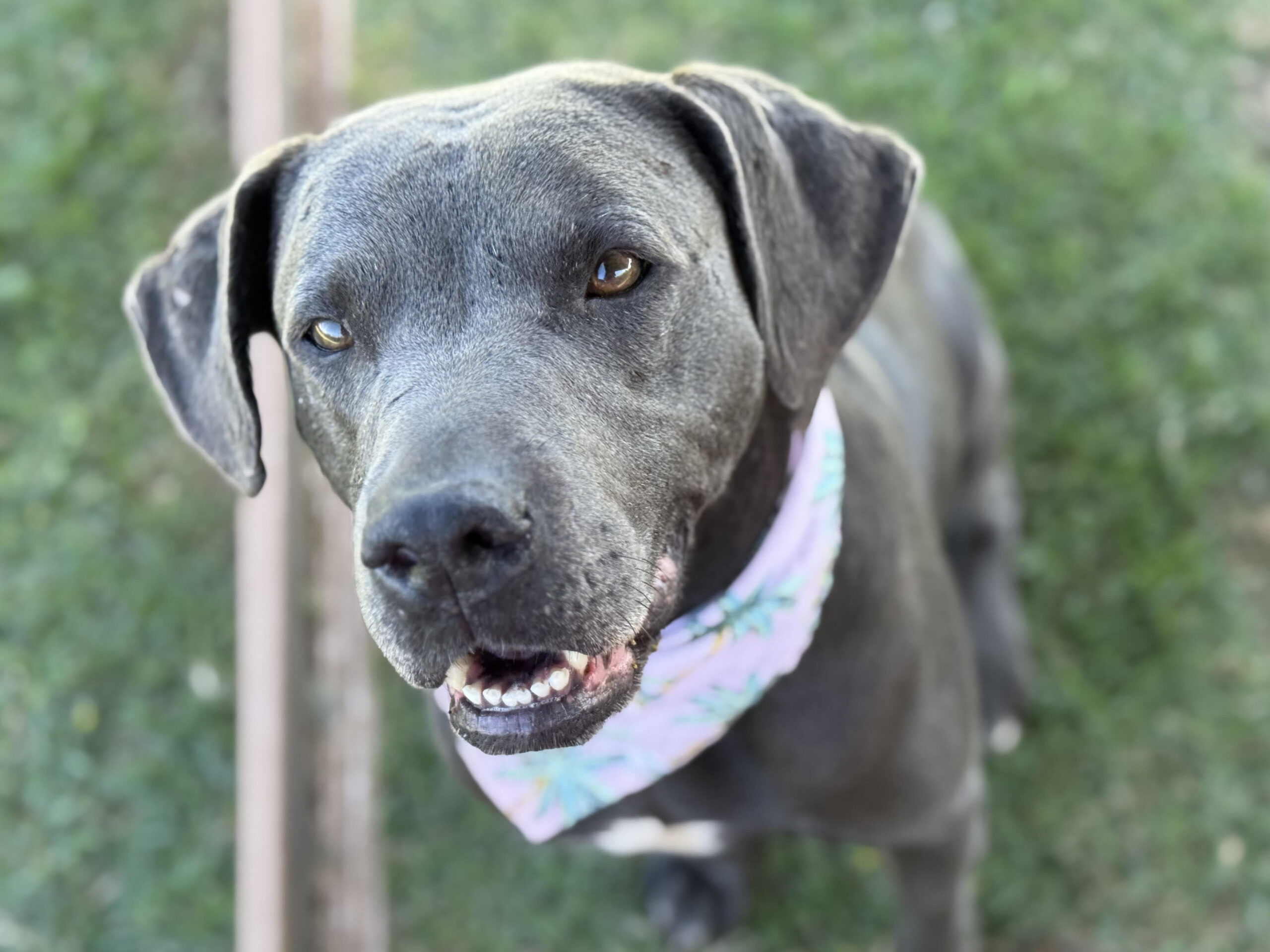 Pet of the Week: Mimi | News, Sports, Jobs - Maui News